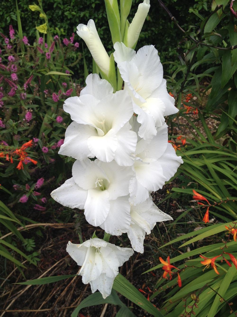 Gladiola (Gladiolus 'Amsterdam') in the Gladiolus Database - Garden.org