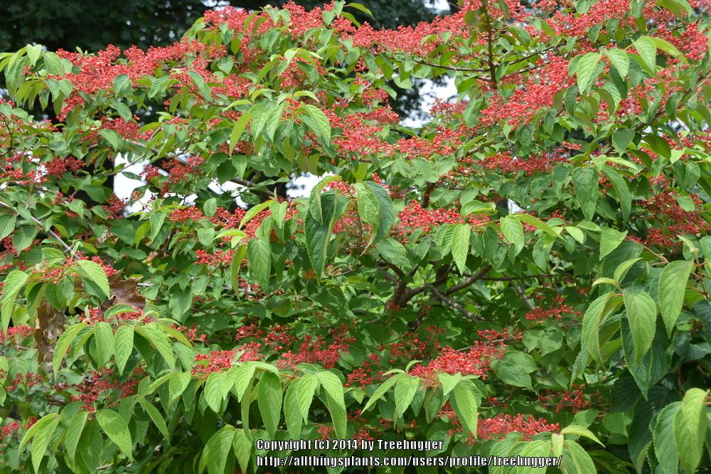 Viburnums: Plant Care and Collection of Varieties - Garden.org