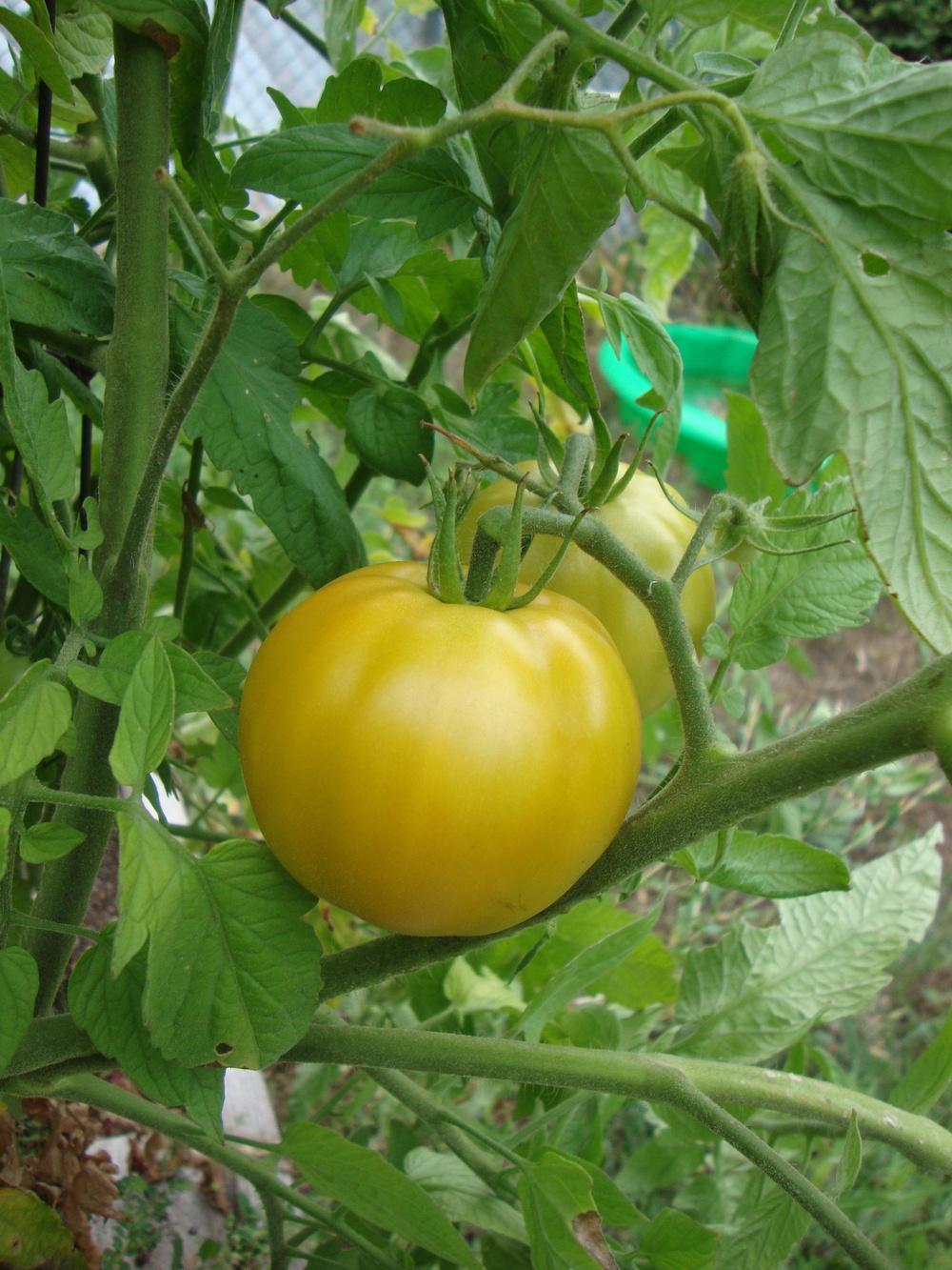 Photo of the fruit of Tomato (Solanum lycopersicum 'Orange Wellington ...
