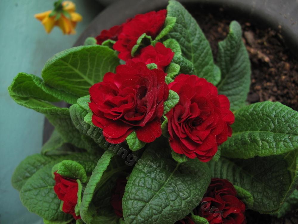 Primroses: Plant Care and Collection of Varieties - Garden.org