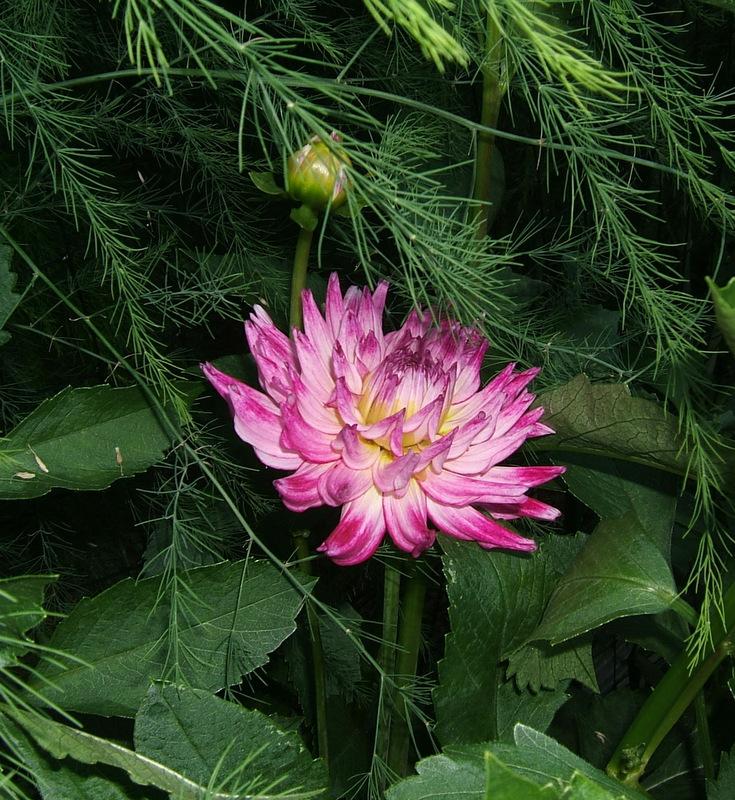 Photo of the bloom of Dahlia 'Enchantress (III)' posted by pirl ...