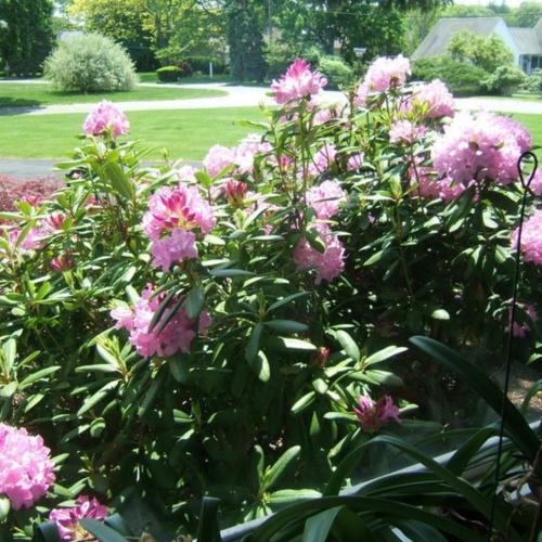 Rhododendron (Rhododendron maximum 'Roseum') in the Rhododendrons ...