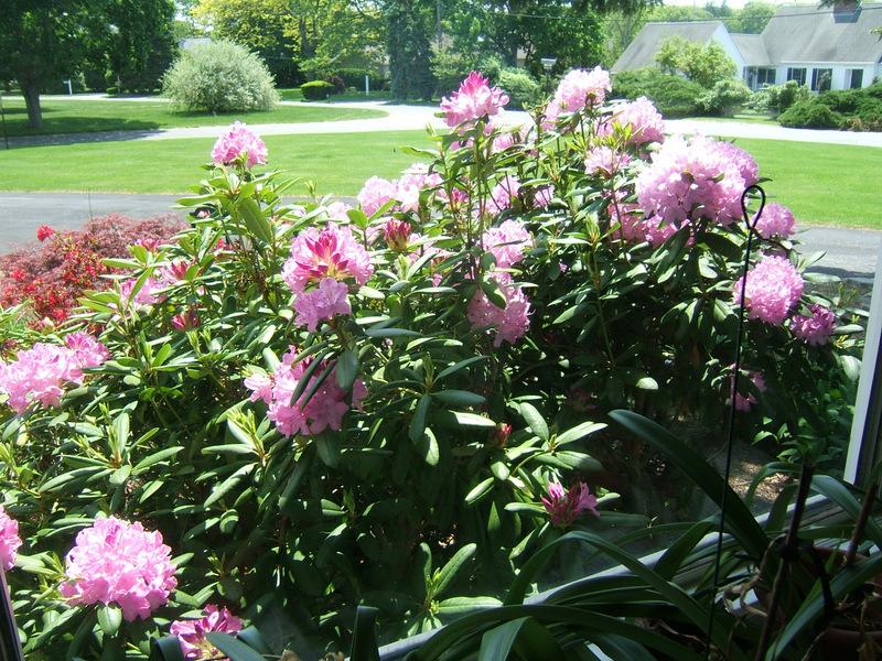 Rhododendron (Rhododendron maximum 'Roseum') in the Rhododendrons ...