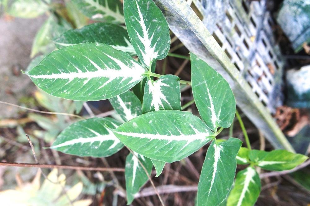 Syngoniums: Plant Care and Collection of Varieties - Garden.org