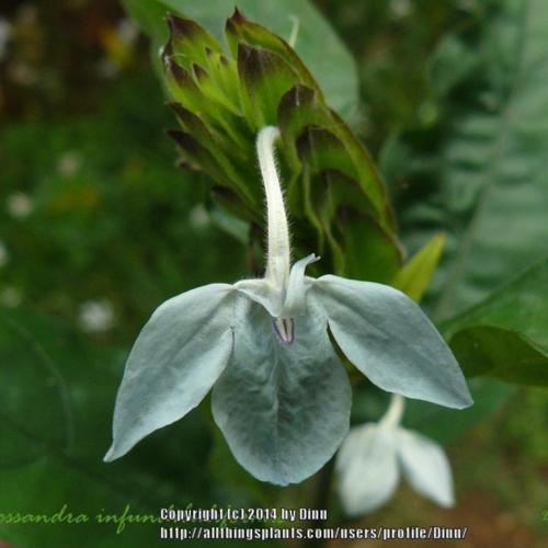 Green Ice Crossandra (Ecbolium viride) - Garden.org