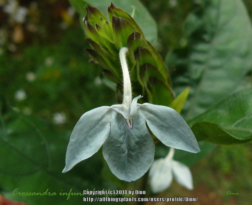 Green Ice Crossandra (Ecbolium viride) - Garden.org