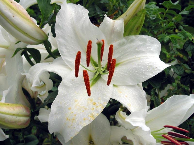 Oriental Lily (Lilium 'Casa Blanca') in the Lilies Database - Garden.org