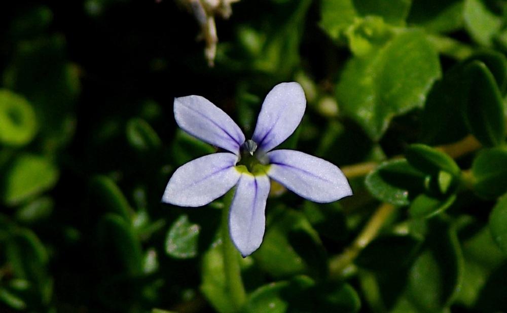 Blue Star Creeper (Isotoma fluviatilis) - Garden.org