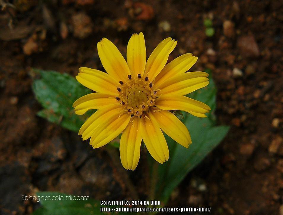 Creeping Daisy (Sphagneticola trilobata) - Garden.org