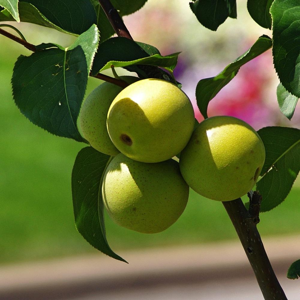 Pears: Plant Care and Collection of Varieties - Garden.org