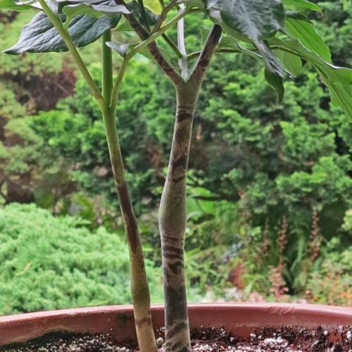 Giraffe's Knees (Gonatopus boivinii) - Garden.org