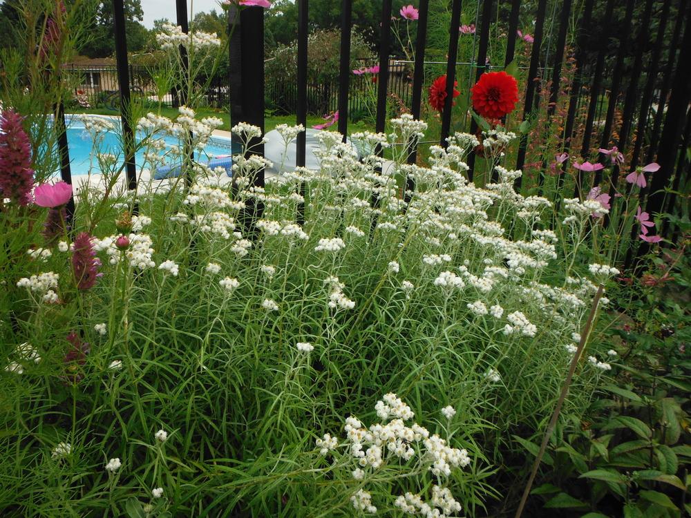 Photo of the entire plant of Pearly Everlasting (Anaphalis margaritacea ...