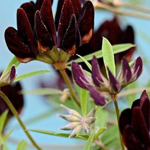 Black-Flowered Lotus (Lotus jacobaeus) - Garden.org