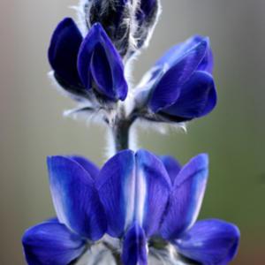 Lupine (Lupinus pilosus) - Garden.org