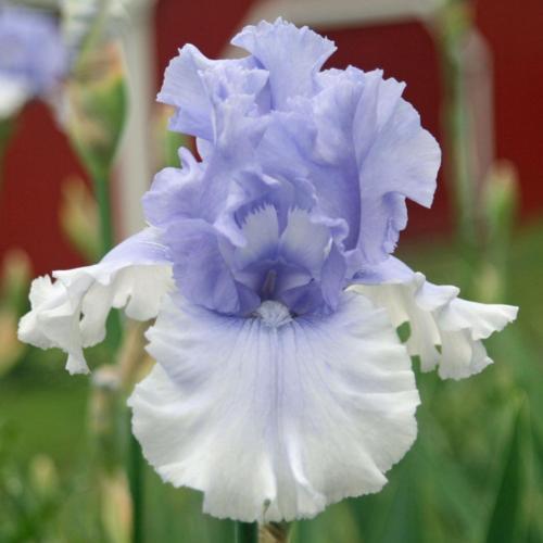 Tall Bearded Iris (Iris 'Cascade Springs') in the Irises Database ...