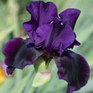 Tall Bearded Iris (Iris 'Dusky Dancer') in the Irises Database - Garden.org