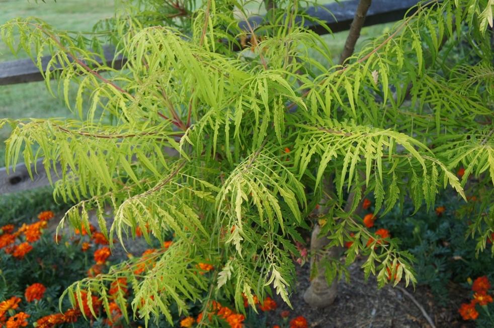 Photo of the leaves of Smooth Sumac (Rhus glabra 'Laciniata') posted by ...