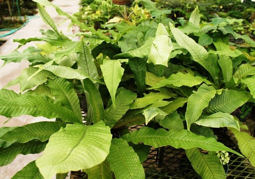 Photo of the entire plant of Crocodile Fern (Microsorum musifolium ...