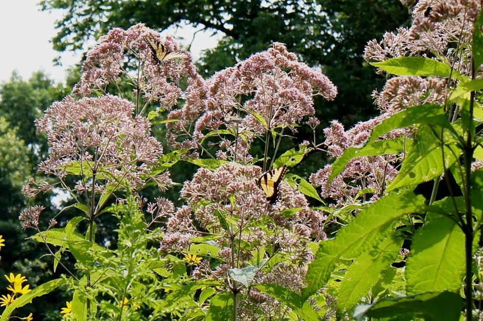 Joe Pye Weed: Plant Care and Collection of Varieties - Garden.org