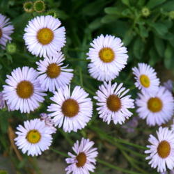 Photo of the entire plant of Erigeron glaucus 'Wayne Roderick' posted ...