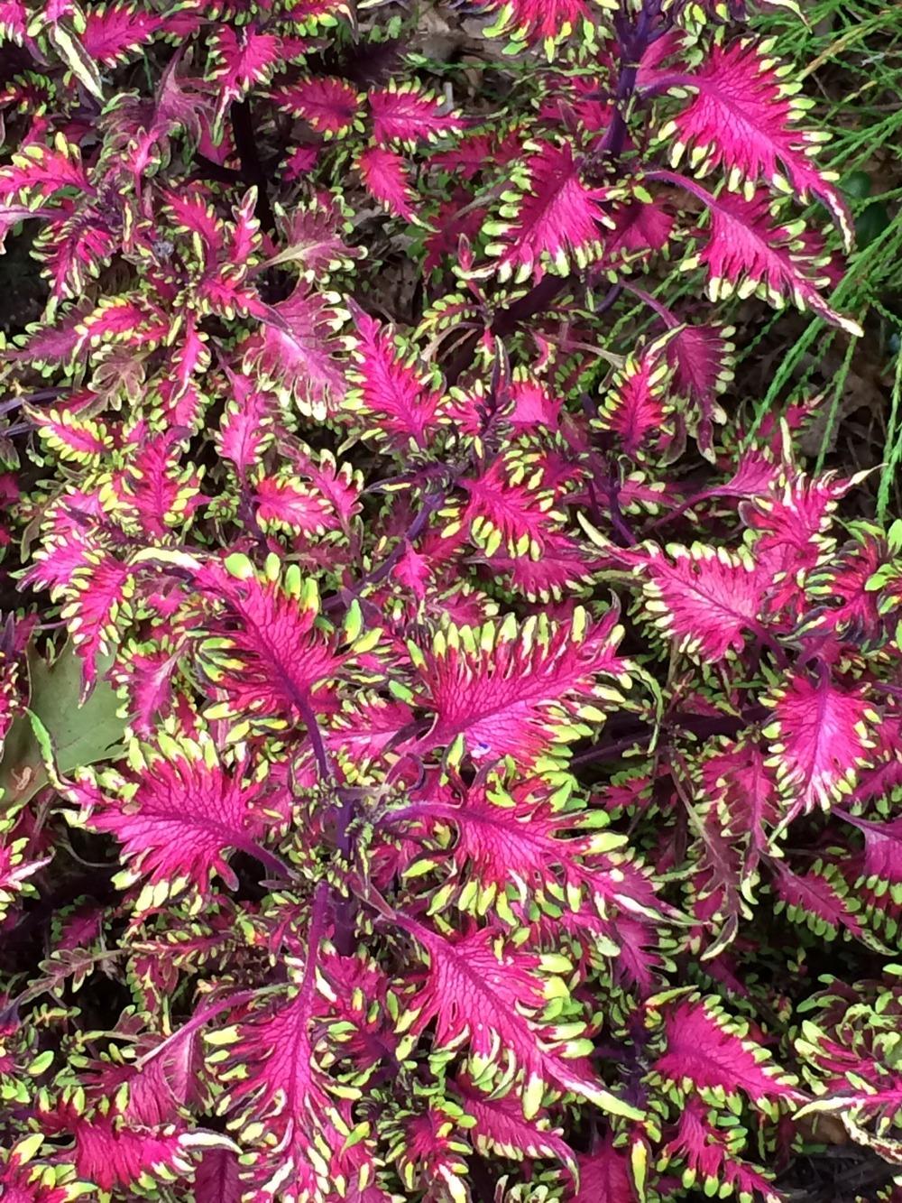 Coleus (Coleus scutellarioides Under the Sea™ Bone Fish) in the Coleus ...