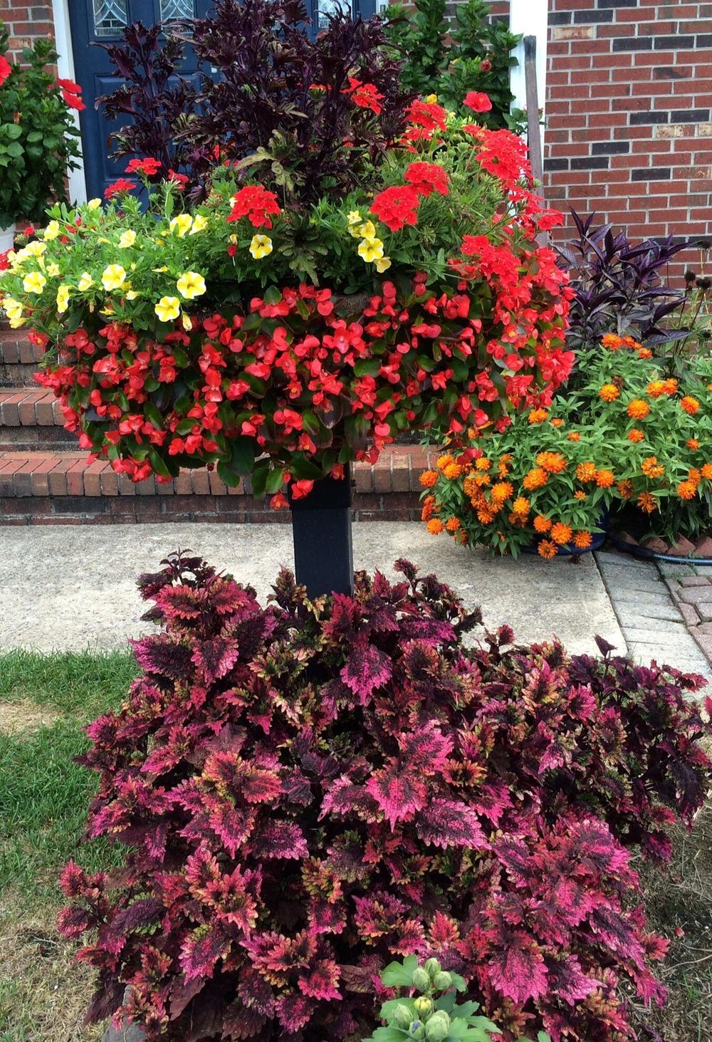 Coleus (Coleus scutellarioides 'Solar Eclipse') in the Coleus Database ...