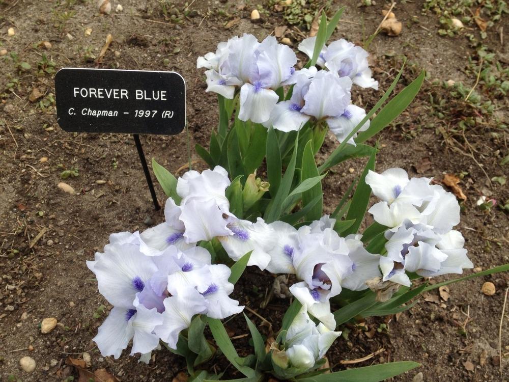 Photo of the entire plant of Standard Dwarf Bearded Iris (Iris 'Forever Blue') posted by Njiris ...
