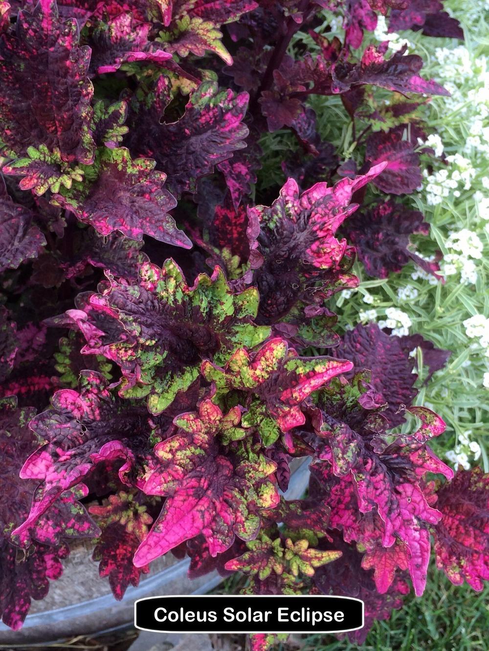 Photo of the leaves of Coleus (Coleus scutellarioides 'Solar Eclipse ...
