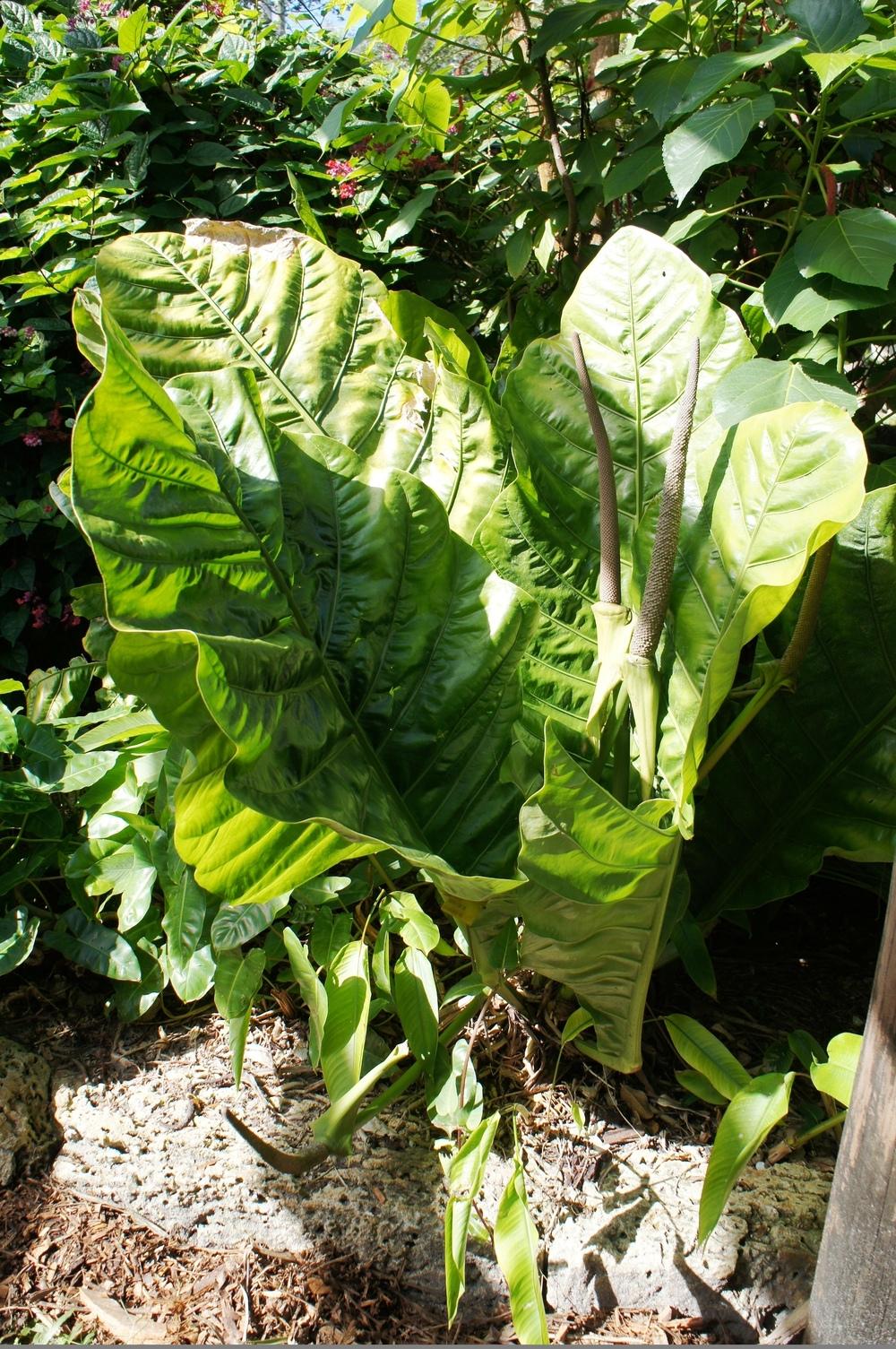 Photo of the entire plant of Anthurium cubense posted by skylark ...