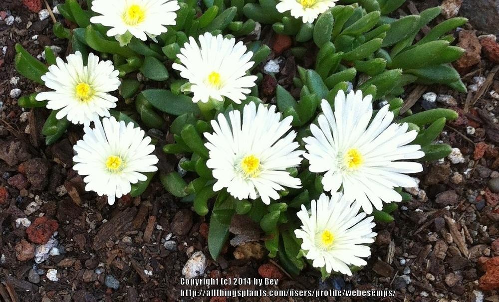 Photo of the bloom of Ice Plant (Delosperma 'Jewel of Desert Moon Stone ...