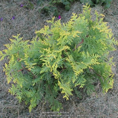 American Arborvitae (Thuja occidentalis 'Gold Drop') in the Arborvitaes ...
