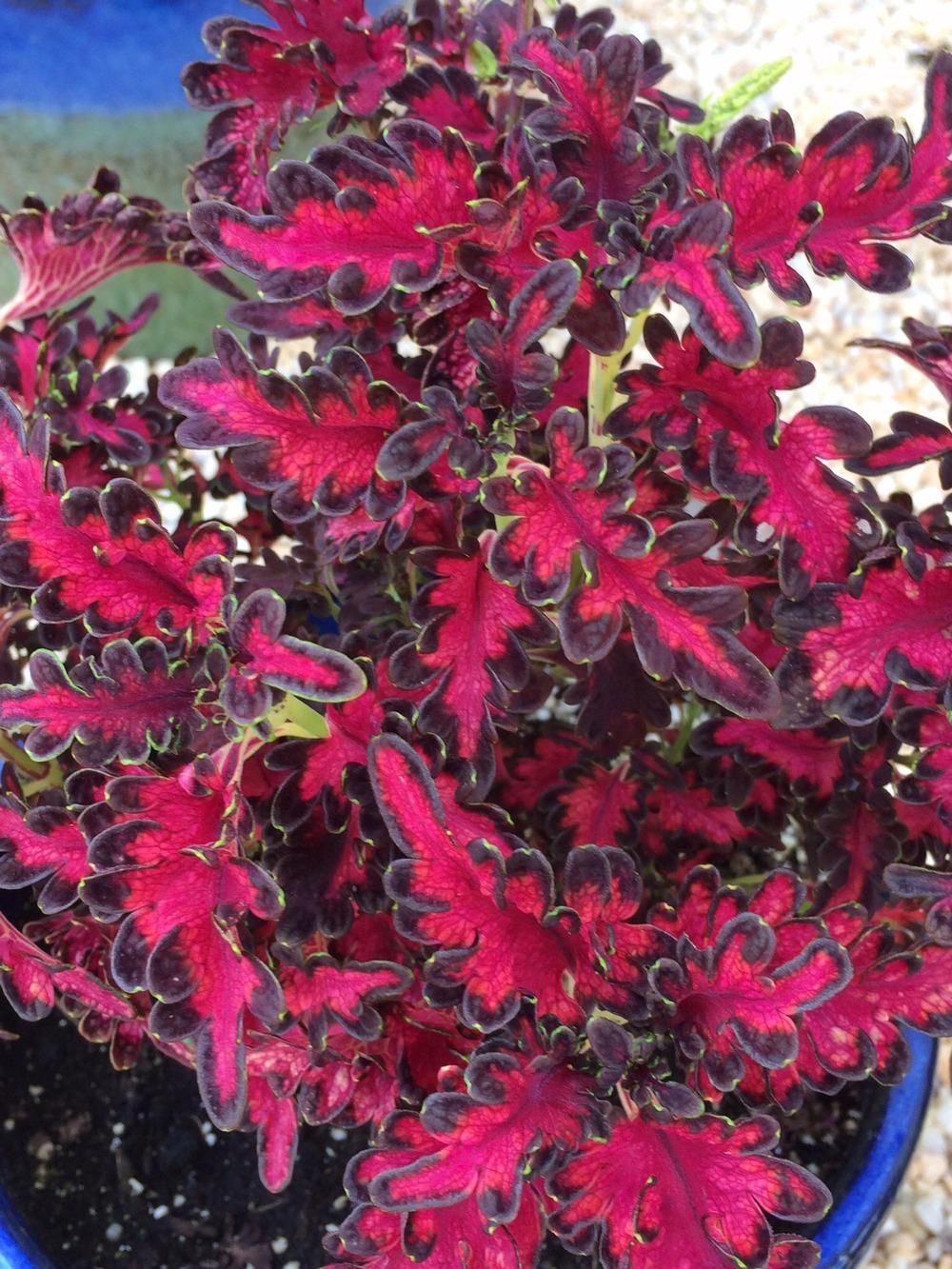 Coleus (Coleus scutellarioides Fairy Flowers™ Brady's Miniature Coleus ...