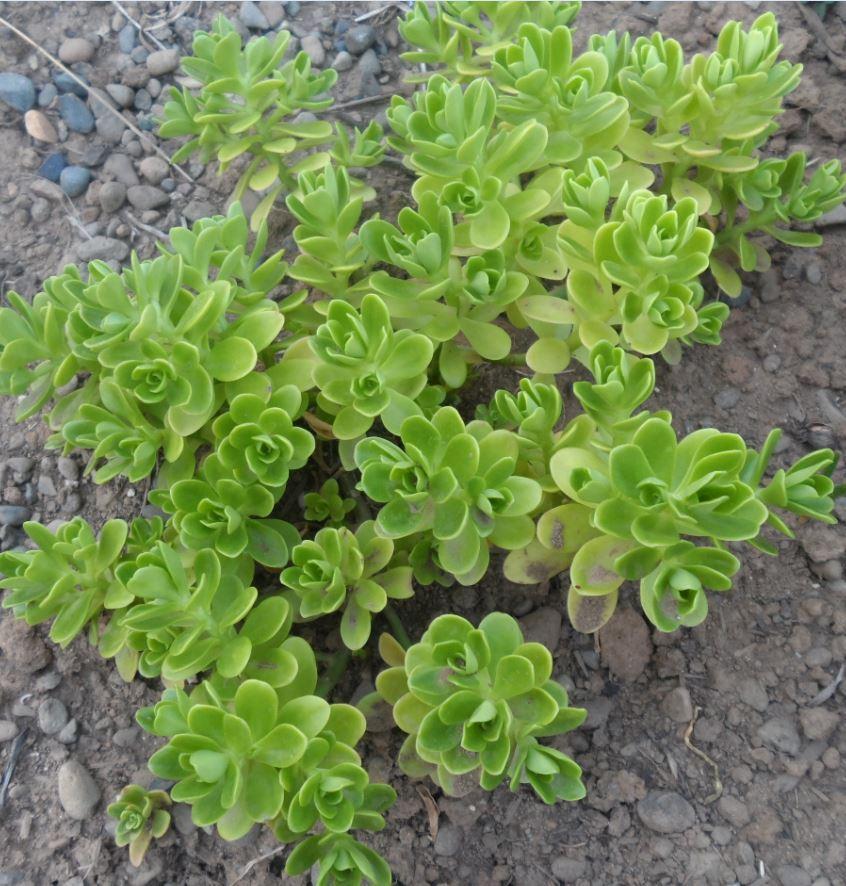 Photo of the entire plant of Lesser Mexican Stonecrop (Sedum confusum ...