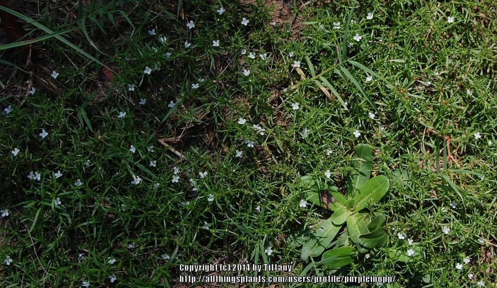 Photo of the entire plant of Rustweed (Polypremum procumbens) posted by ...