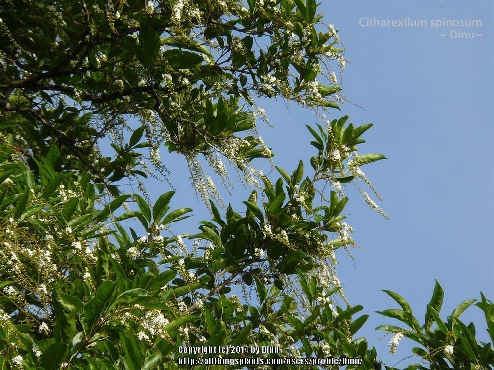 Fiddlewood Tree (Citharexylum spinosum) - Garden.org