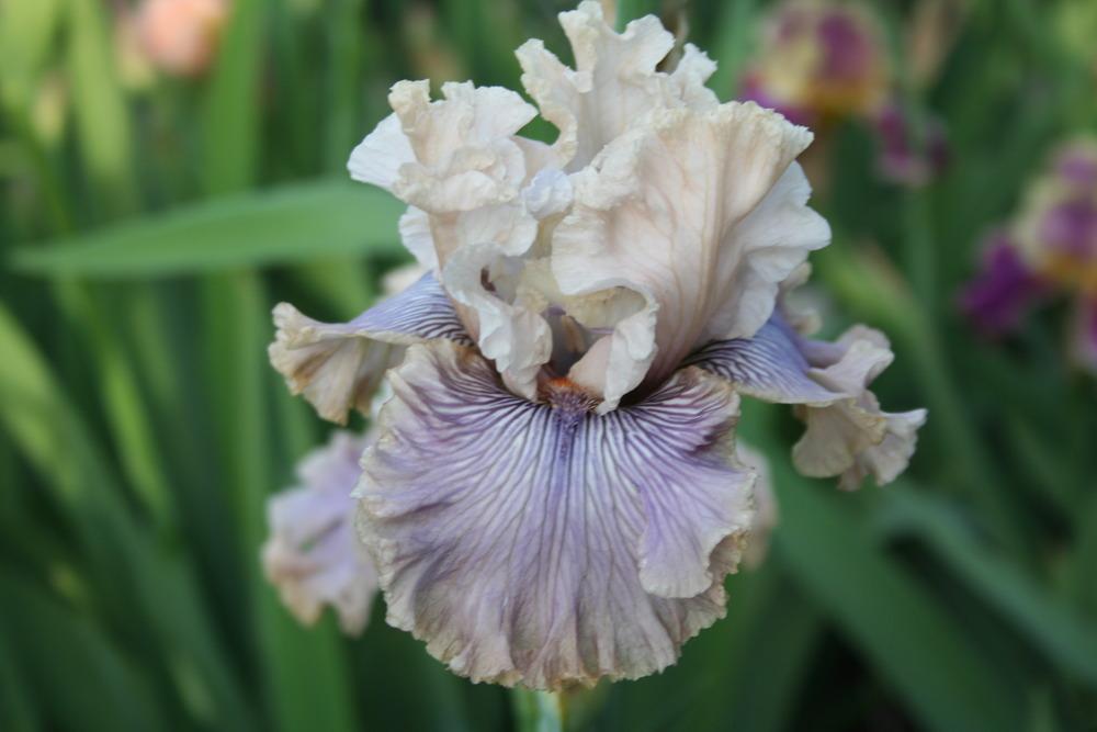 Photo of the bloom of Tall Bearded Iris (Iris 'Haunted Heart') posted ...