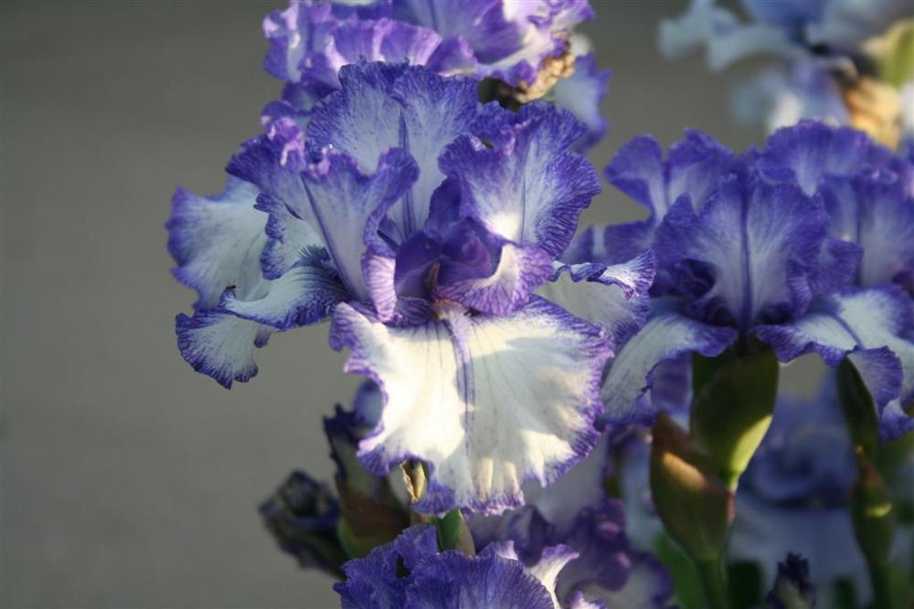 Photo of the bloom of Tall Bearded Iris (Iris 'Ink Patterns') posted by ...