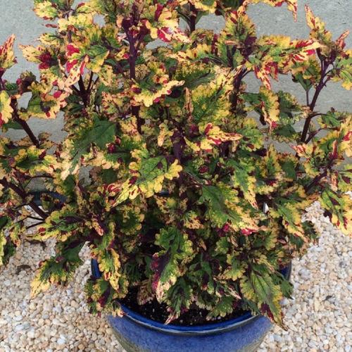 Coleus (Coleus scutellarioides 'Solar Storm') in the Coleus Database ...