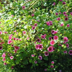 Photo of the entire plant of Malope (Malope trifida 'Vulcan') posted by ...