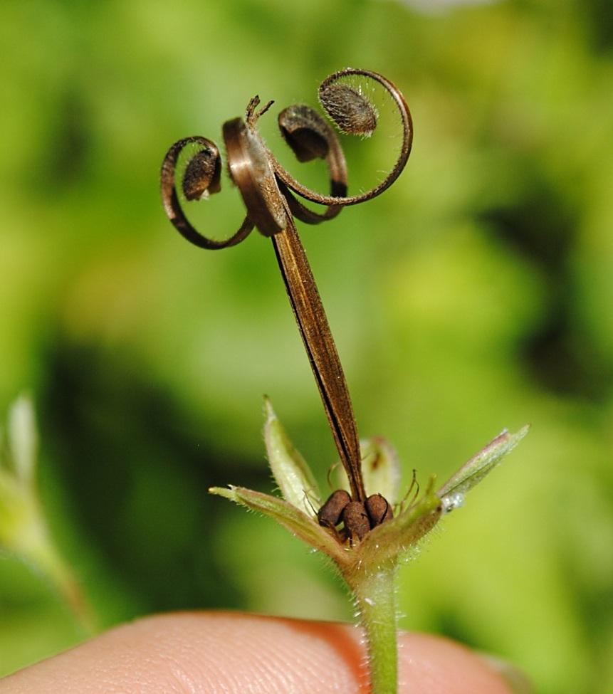 Photo of the seed pods or heads of Geranium (Geranium thunbergii ...