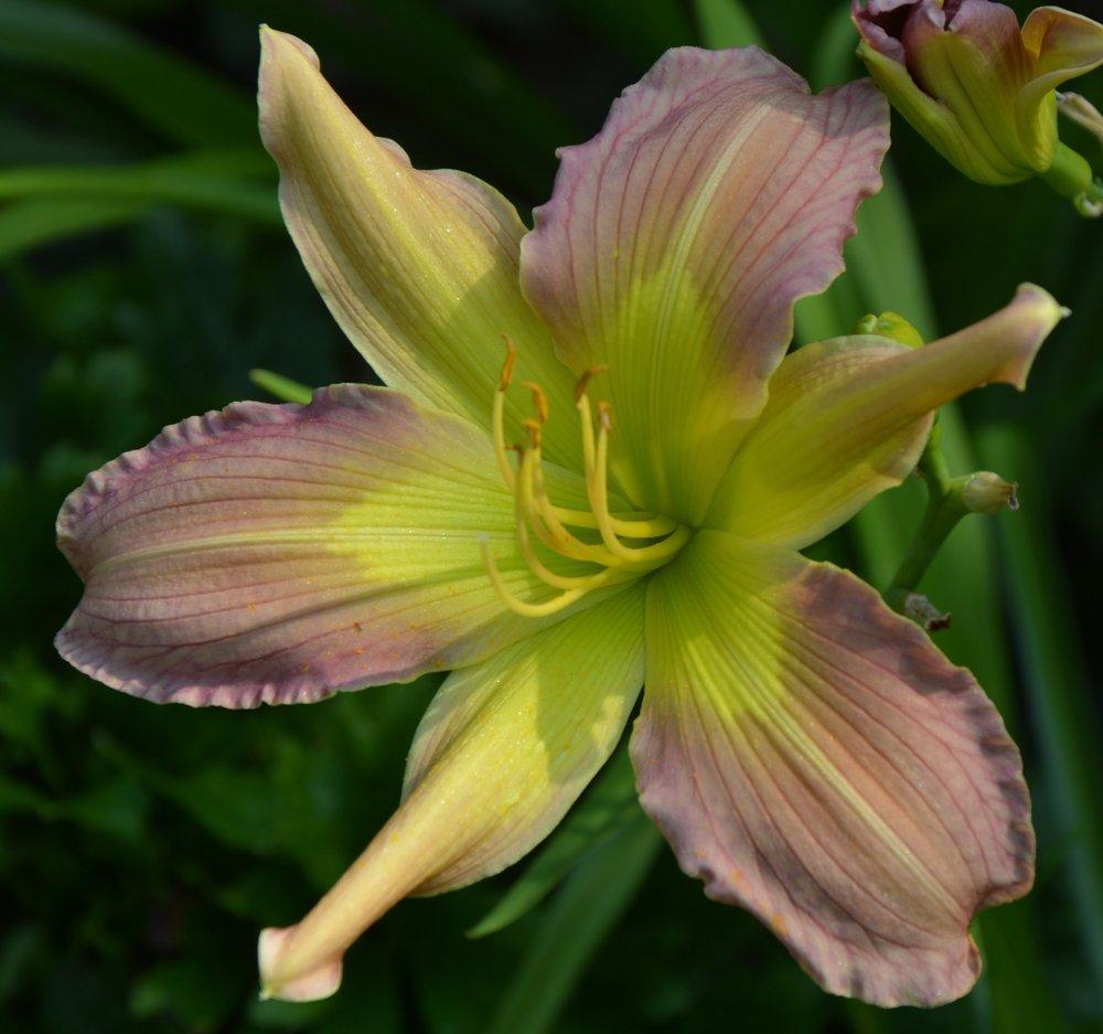 Photo of the bloom of Daylily (Hemerocallis 'Prague Spring') posted by ...