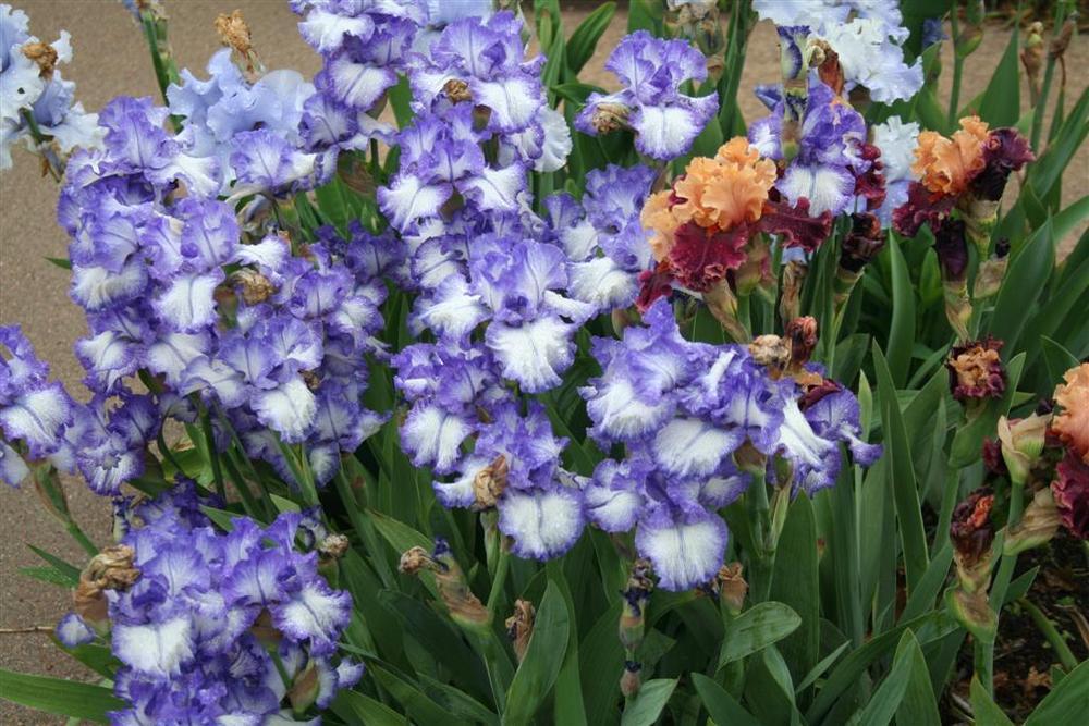 Photo of the bloom of Tall Bearded Iris (Iris 'Ink Patterns') posted by ...