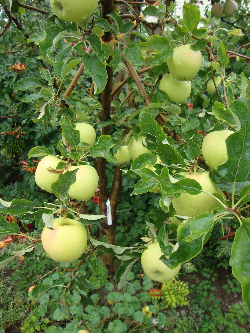 Photo of the fruit of Apple (Malus domestica 'Golden Delicious') posted ...
