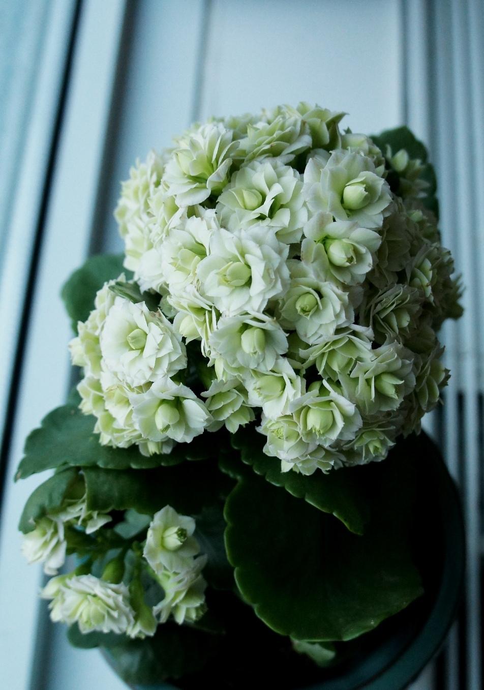 White Kalanchoe