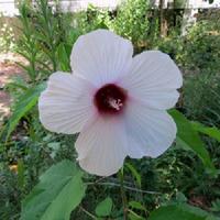 Rose Mallow (Hibiscus laevis) in the Hibiscus Database - Garden.org