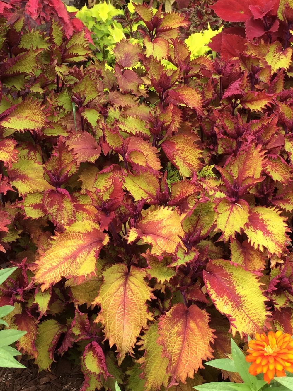 Coleus: Plant Care and Collection of Varieties - Garden.org