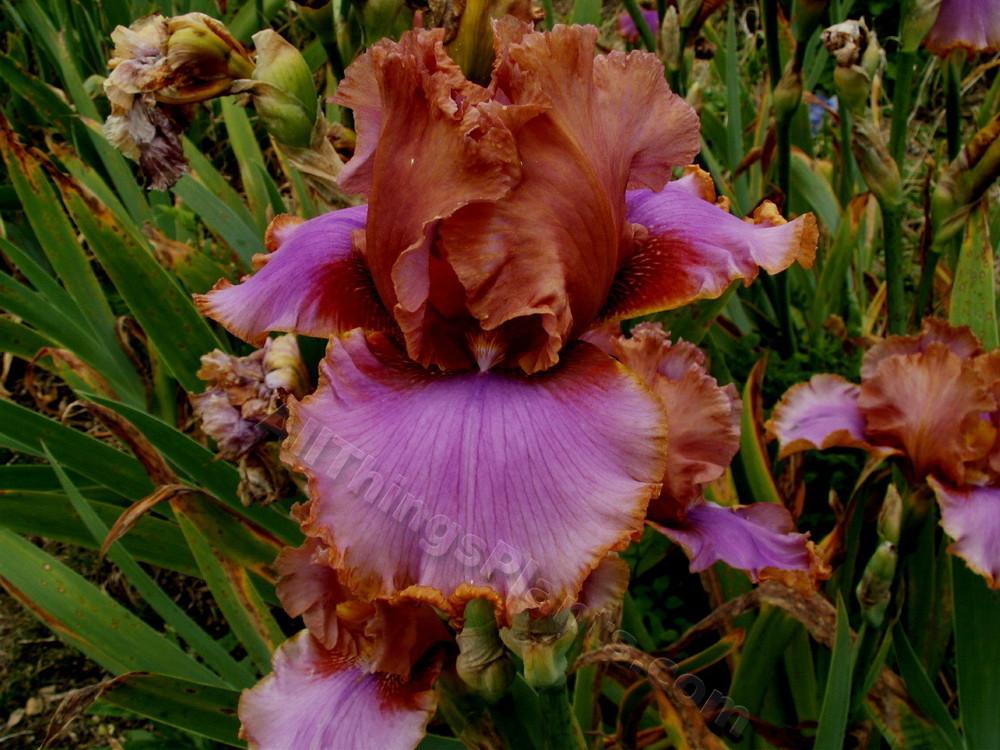 Tall Bearded Iris (Iris 'Wild Frontier') in the Irises Database ...