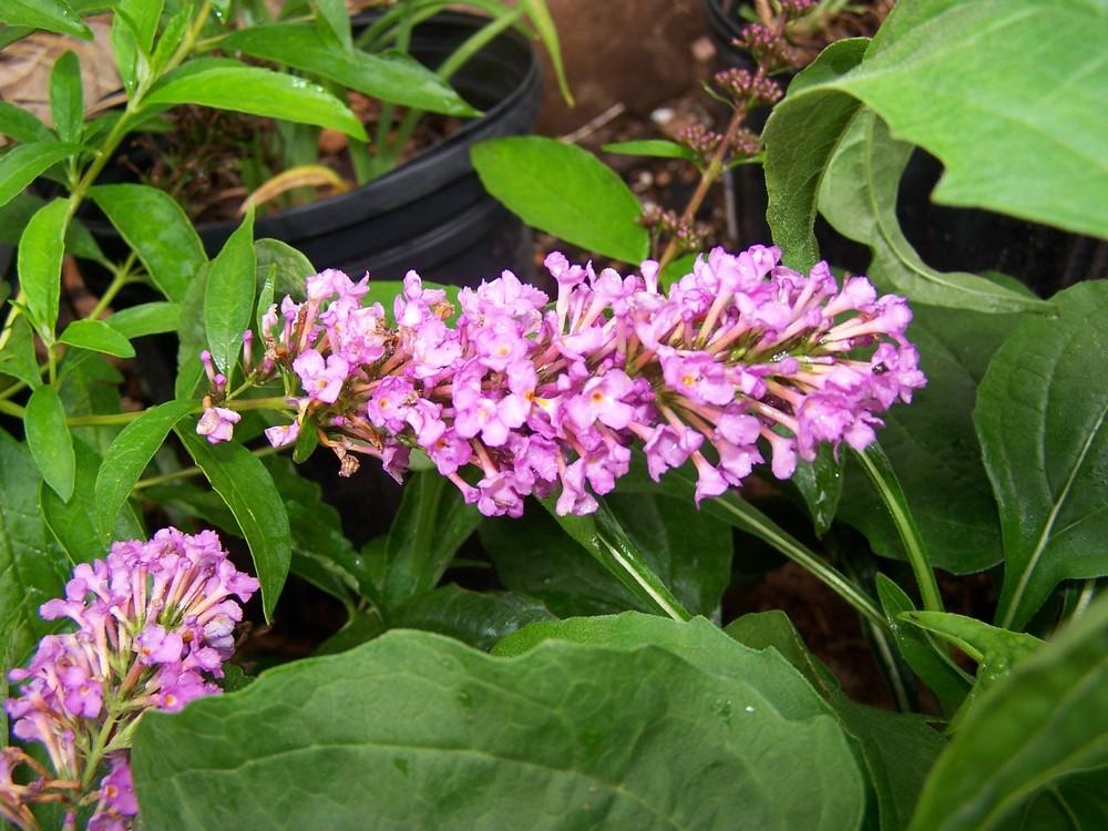 Photo of the bloom of Butterfly Bush (Buddleja Flutterby Petite™ Tutti ...