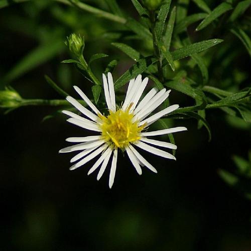 White Panicle Aster (Symphyotrichum lanceolatum) in the Asters Database ...
