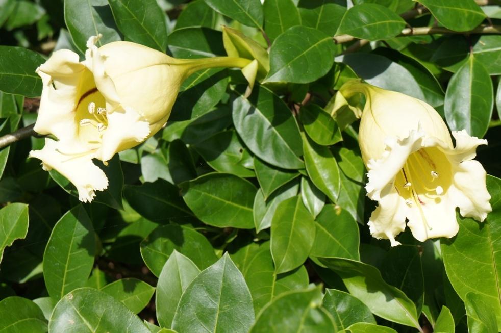 Photo of the bloom of Chalice Vine (Solandra guttata) posted by skylark ...
